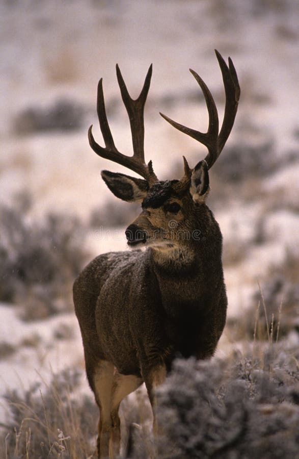 Dark Mule Deer Buck stock photo. Image of hunting, deer - 11167218