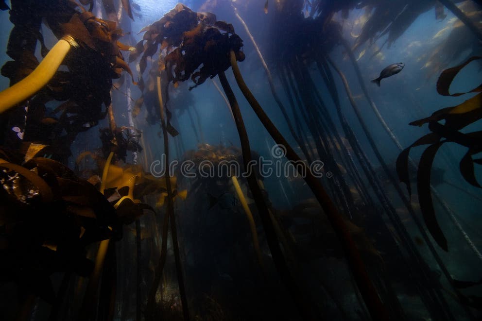 A Dark and Murky Kelp Forest Underwater Stock Image - Image of ocean ...
