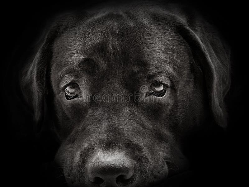 Dark Muzzle Labrador Dog Closeup. Front View Stock Image - Image of ...