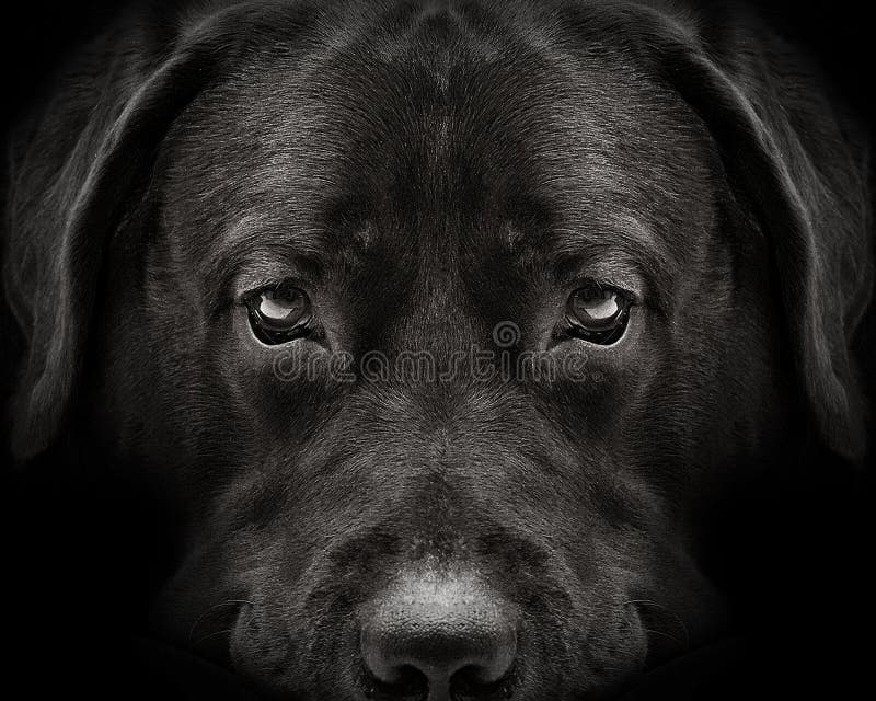 Dark Muzzle Labrador Dog Closeup. Front View Stock Photo - Image of ...