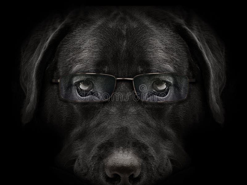 Dark Muzzle Labrador Dog with Glasses Closeup. Front View Stock Photo ...