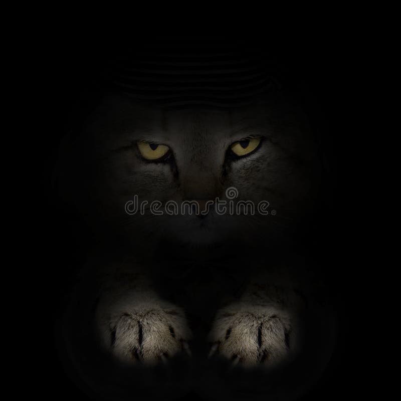 Dark Muzzle Scottish Cat Breed. Front View Stock Photo - Image of ...