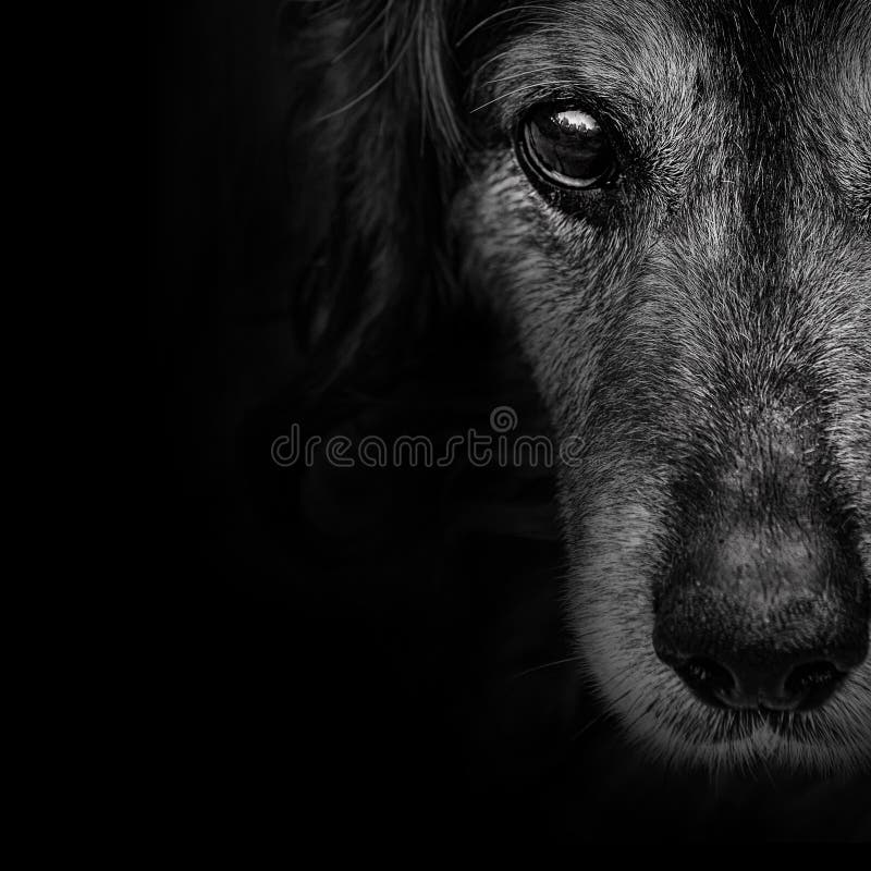 Dark Muzzle Spaniel Dog Closeup. Front View Stock Photo - Image of evil ...