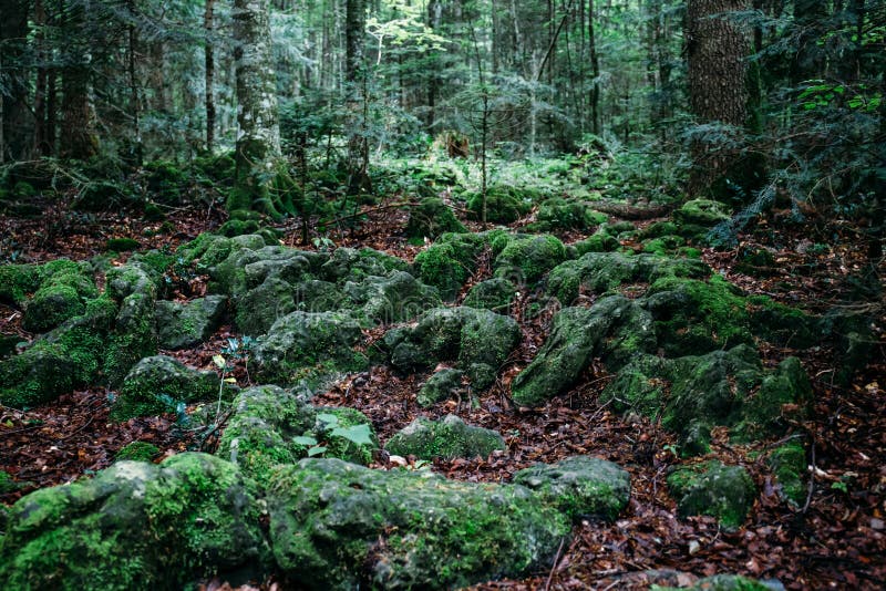 Dark Mysterious Forest, Stones and Tree Roots Covered with Moss Stock ...