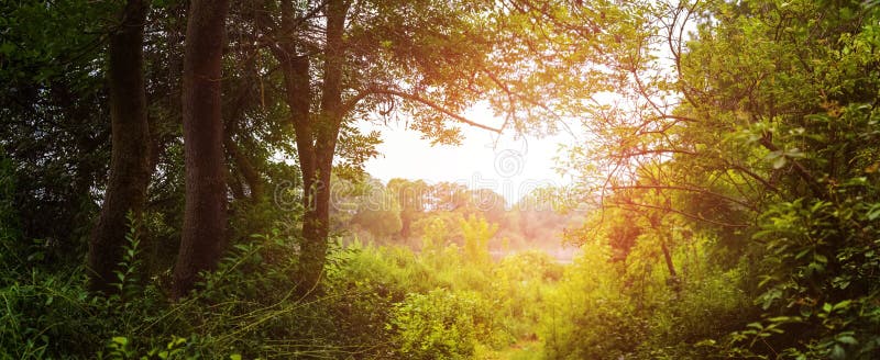 Dark Mystical Forest with a Light Gap at Sunrise Stock Image - Image of ...