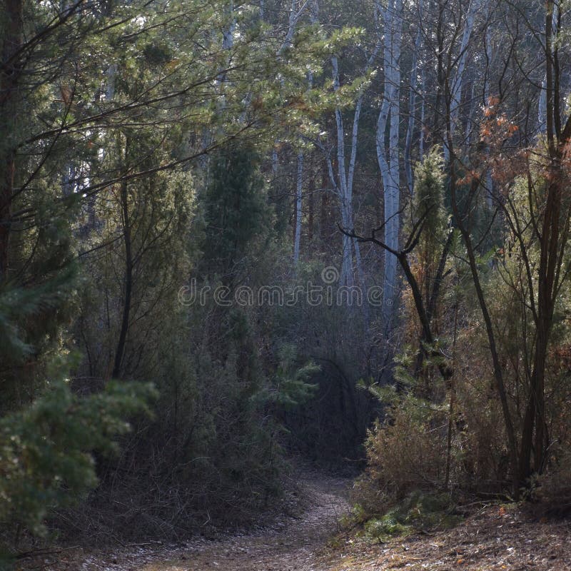 A Dark Mystical Forest Nature Stock Image - Image of dark, natu: 209480589