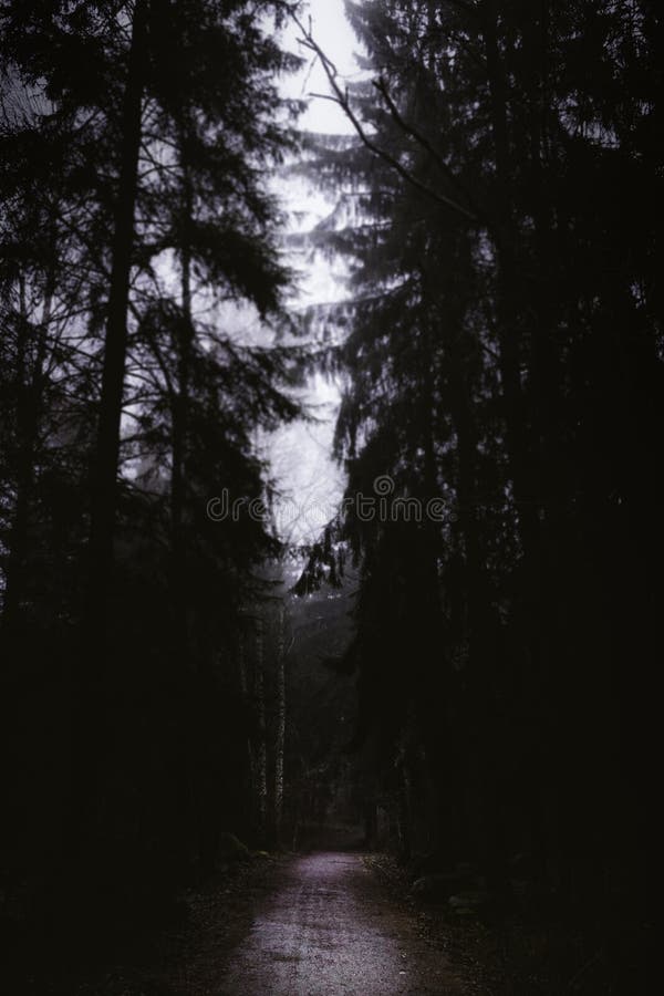 A Dark and Narrow Walk in the Woods Stock Photo - Image of path, grass ...
