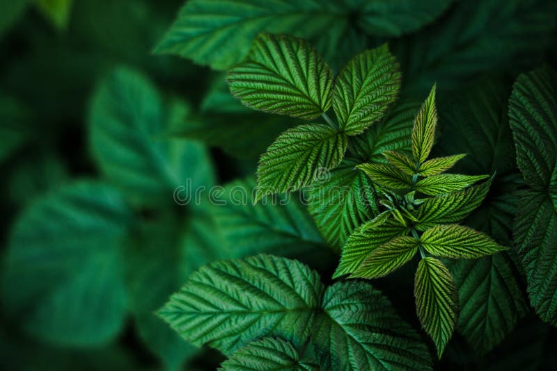 Dark natural background stock photo. Image of clear - 168309180