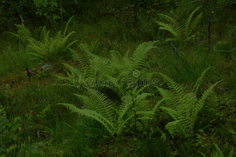 Dark Natural Background in Norway Stock Photo - Image of forest, flora ...