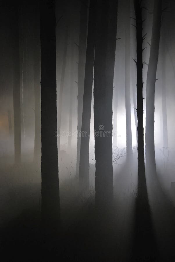Dark Night Forest in a Fog 05 Stock Photo - Image of forest, light ...