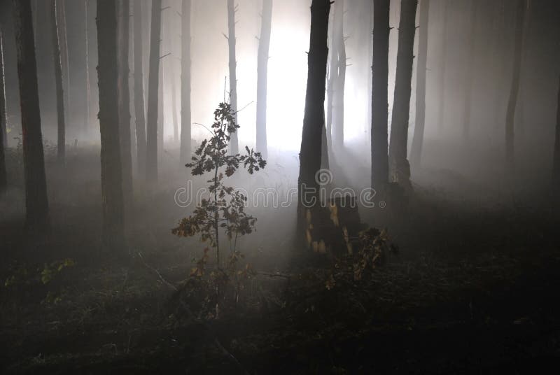 Dark Night Forest in a Fog 01 Stock Photo - Image of light, tree: 55598964