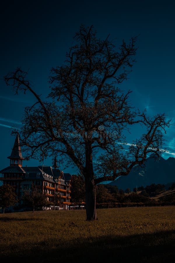 The Night Sky, a Lone Tree and Falling Star Stock Photo - Image of ...
