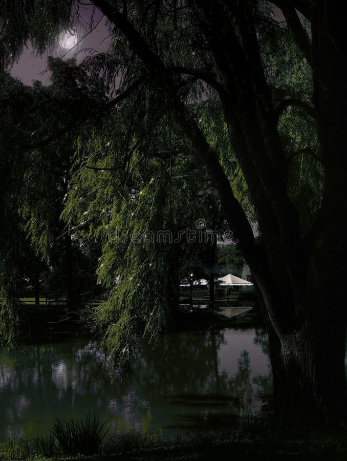 Willow Trees At Night