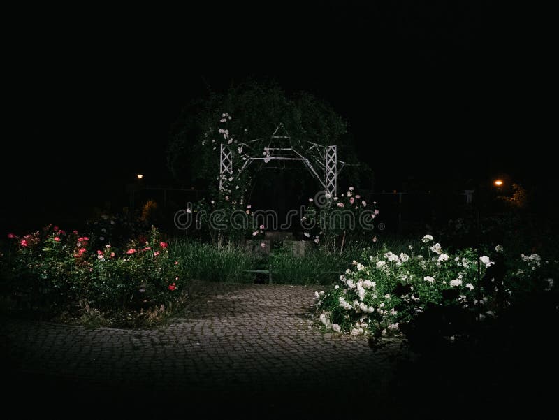 Dark Night Rose Garden with Arch Stock Image - Image of blossoming ...