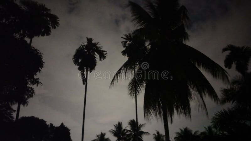 Dark Night with Silhouettes of Coconut Trees Stock Photo - Image of ...