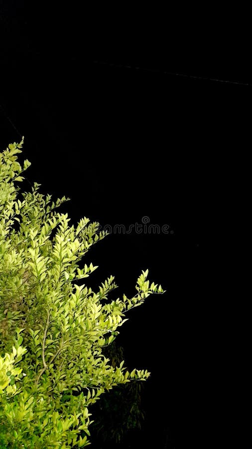 Dark Night Sky and Green Tree Stock Image - Image of dark, night: 219054103