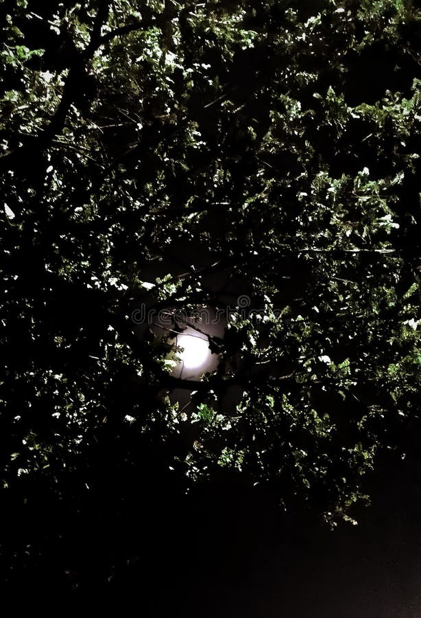 Dark Night Sky with Tree Shadows and Peeking Moon Stock Photo - Image ...