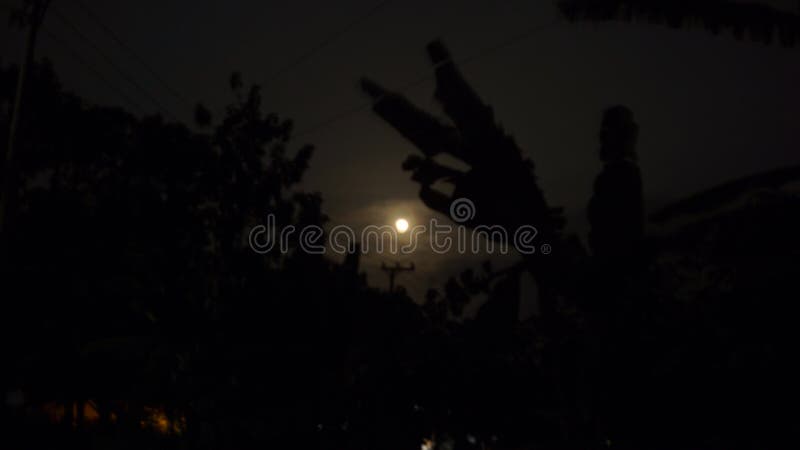 Dark Night View with Moonlight Surrounded by Trees Stock Photo - Image ...