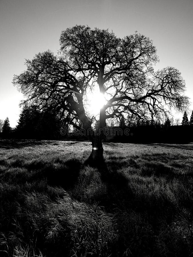 Dark Oak stock image. Image of dark, monochrome, tree - 87493185