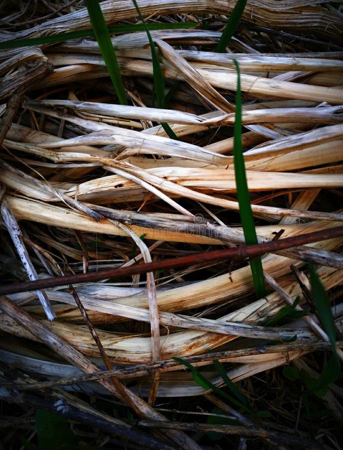 Dark Old Hay, on a Black Background Stock Image - Image of background ...