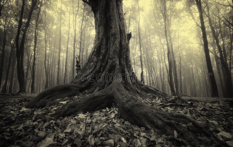 Old Mysterious Tree in a Dark Forest Stock Image - Image of night, calm ...