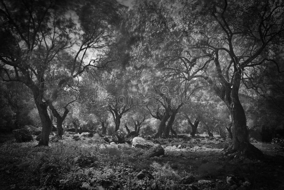 Dark Olive Creepy Spooky Scary Forest Stock Image - Image of olive ...