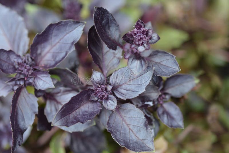 Dark opal basil stock photo. Image of flower, close - 126080784