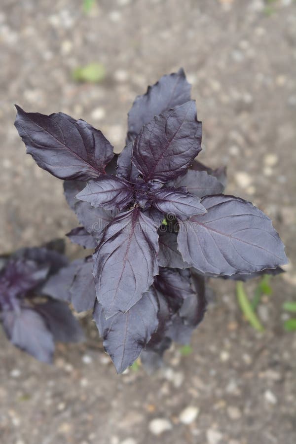 Dark Opal basil stock photo. Image of herb, green, dark - 240944370