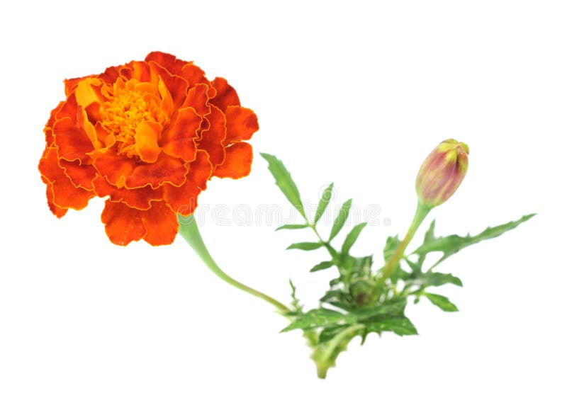 Dark Orange African Marigold Stock Image - Image of single, nature ...