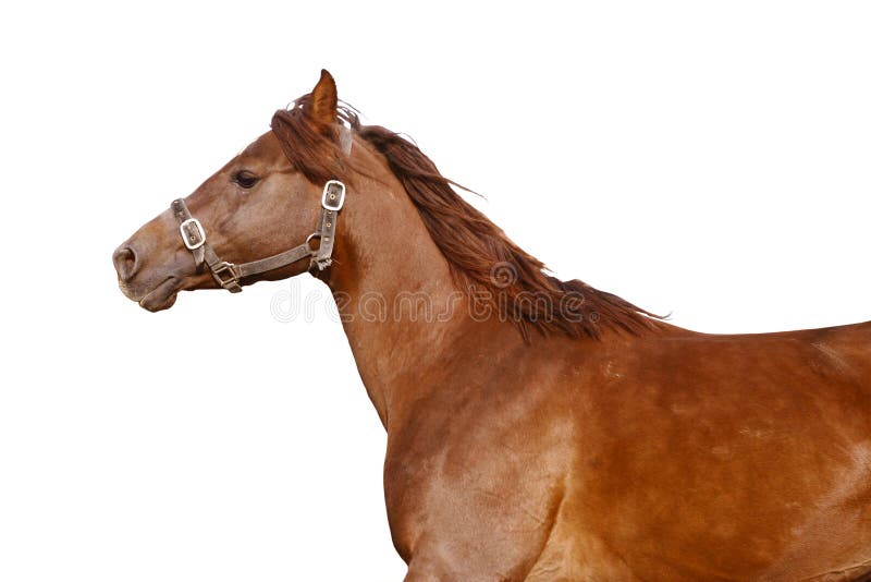 Horse eye in dark stock photo. Image of tranquil, staring - 27973188