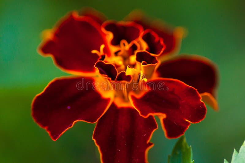 Dark orange flower stock image. Image of wallpapers, garden - 94535955