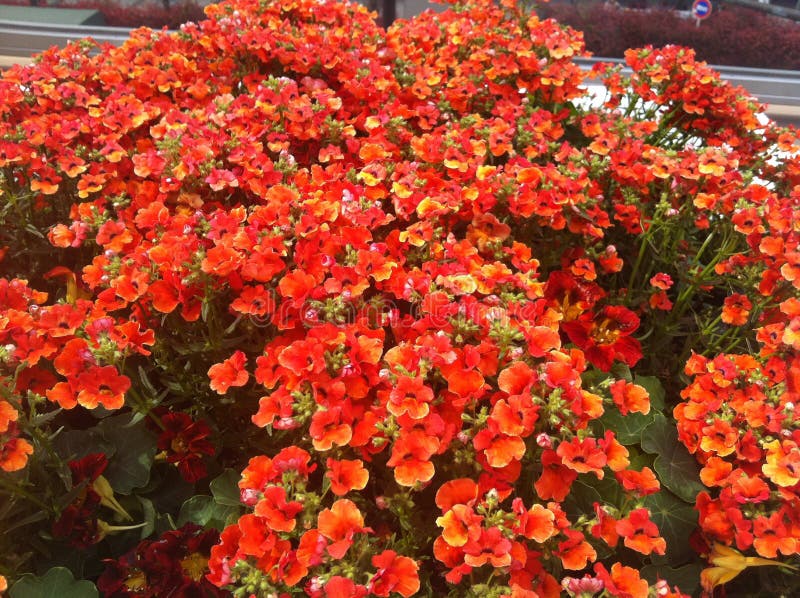 Dark orange flowers stock image. Image of dark, abundant - 82262393