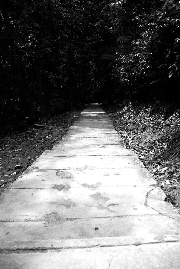 Dark Path stock photo. Image of adventure, walkway, jungle - 7713686