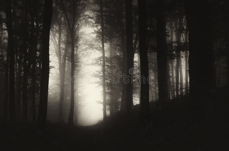 Path through a dark forest stock photo. Image of elegance - 20815226