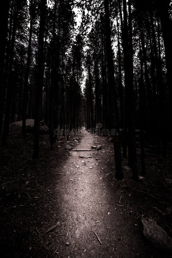 Dark Path stock photo. Image of mystery, forest, fantasy - 70540882