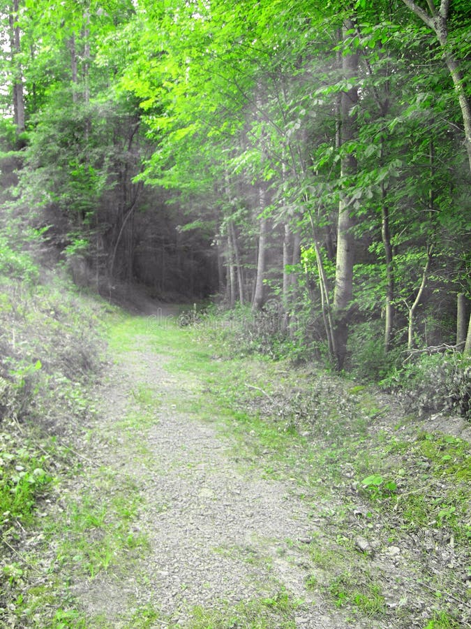 Dark Path stock photo. Image of forests, green, looking - 95516366