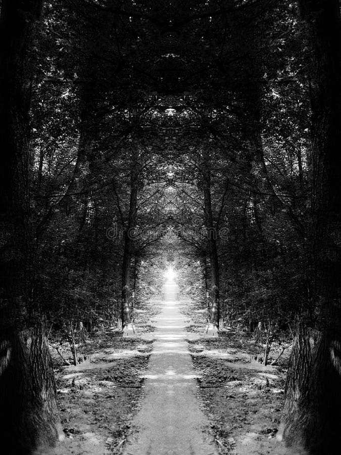 The dark path stock image. Image of forest, monochrome - 24486947