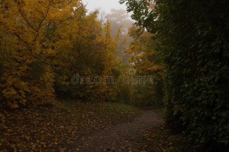 Dark Path through Yellow Leaves Stock Image - Image of path, scenics ...
