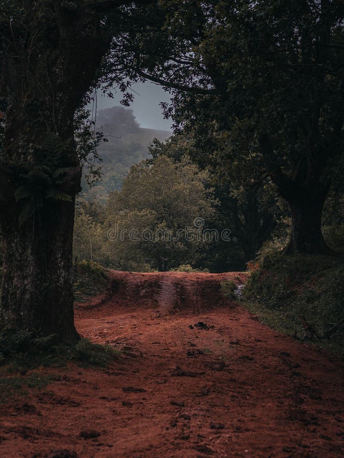 Dark Pathway in the Basque Country Stock Image - Image of tree, dark ...