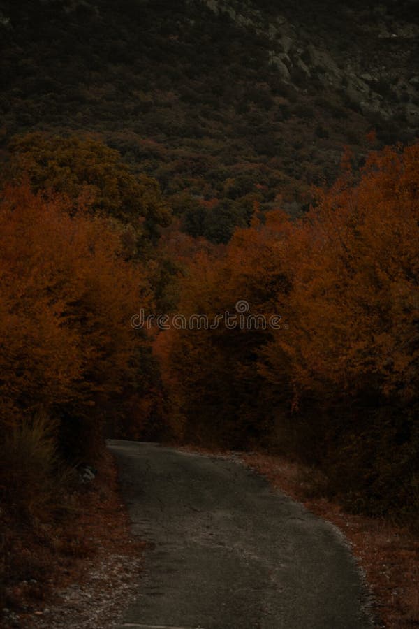 Dark Pathway into a Forest in Autumn Stock Photo - Image of road ...