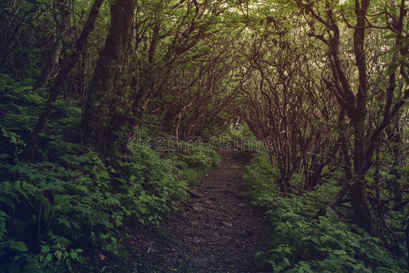 Dark Pathway in the Forest. Stock Image - Image of lost, night: 41901147