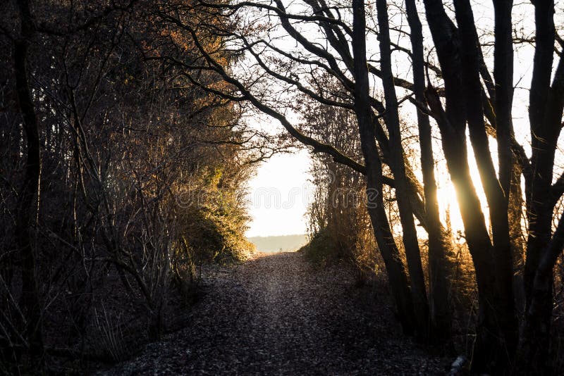 Dark Pathway in the Misty Forest Stock Photo - Image of green, dramatic ...