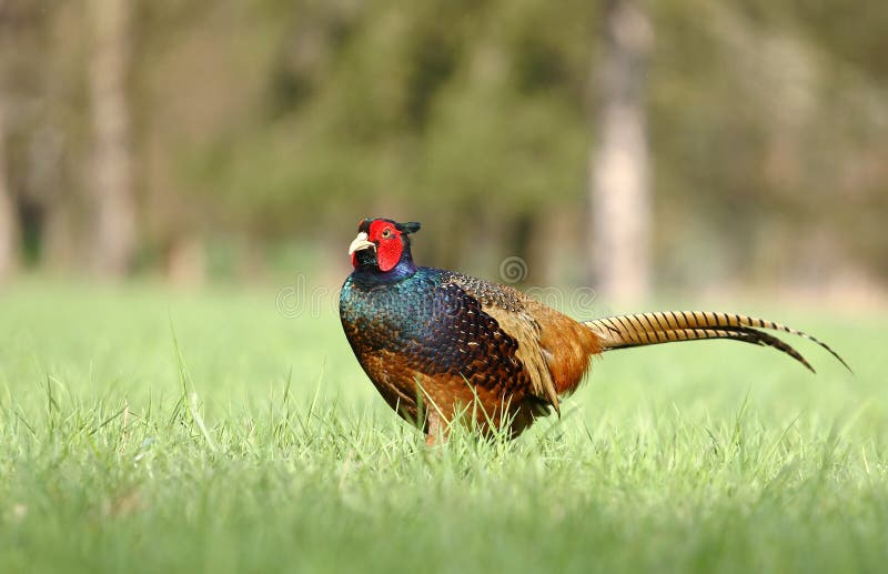 Dark pheasant on stem stock image. Image of feather, colchicus - 53842203