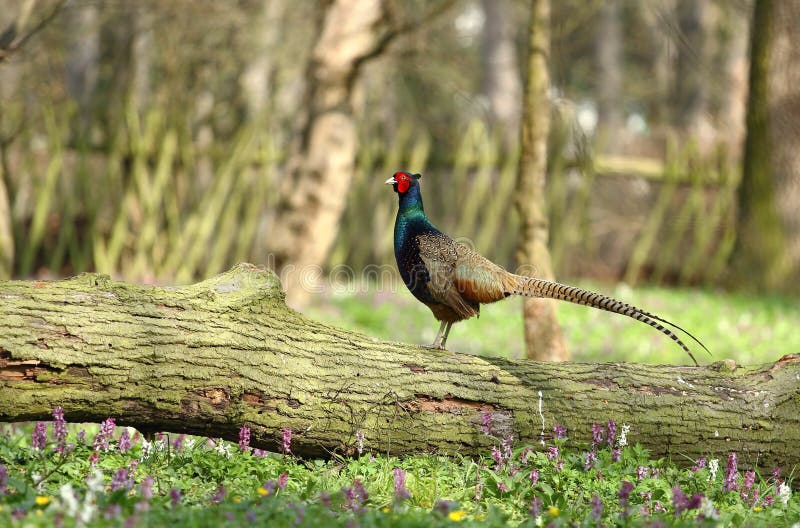 Dark pheasant on stem stock image. Image of feather, colchicus - 53842203