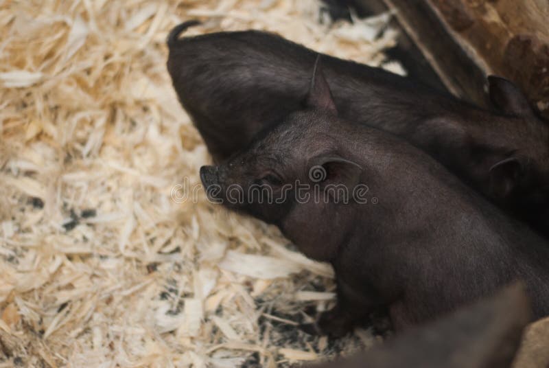 The dark pig stock image. Image of comfort, bristle, nose - 83601959