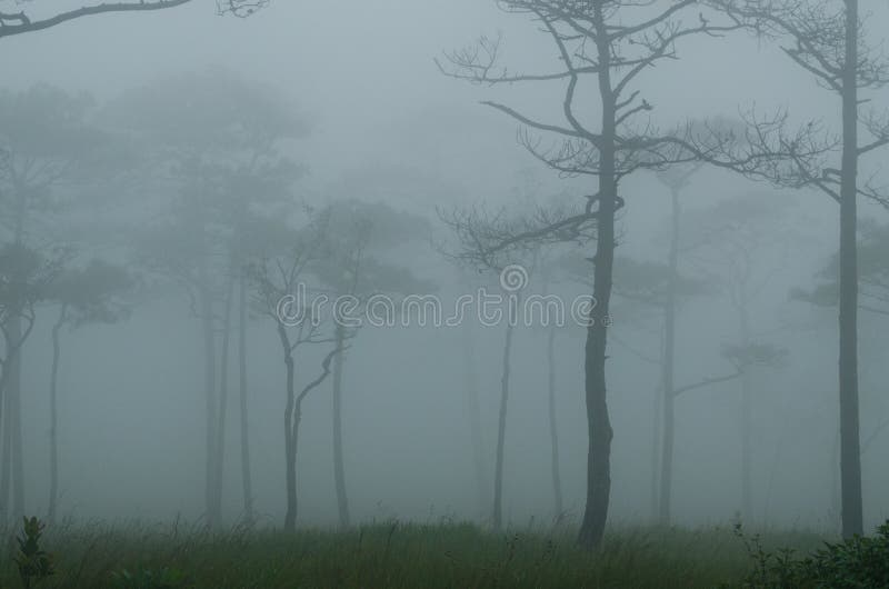 The Dark Pine Tree Forest stock image. Image of pine - 85765551