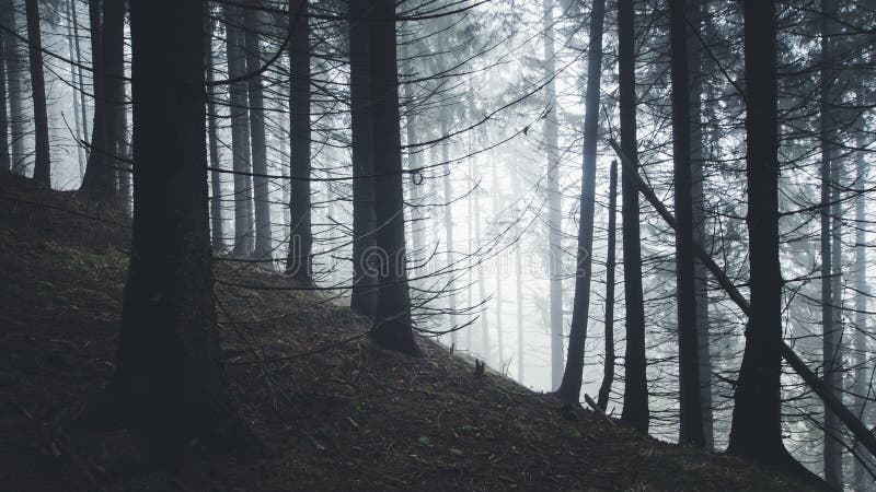 Dark Pine Tree Forest with Mysterious Fog Stock Photo - Image of root ...
