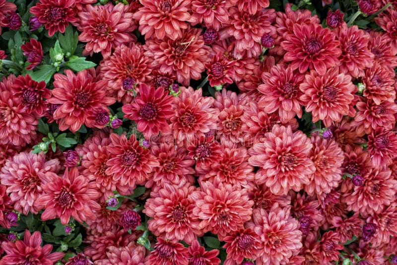 Dark Pink Autumn Mums stock photo. Image of bright, chrysanthemum ...