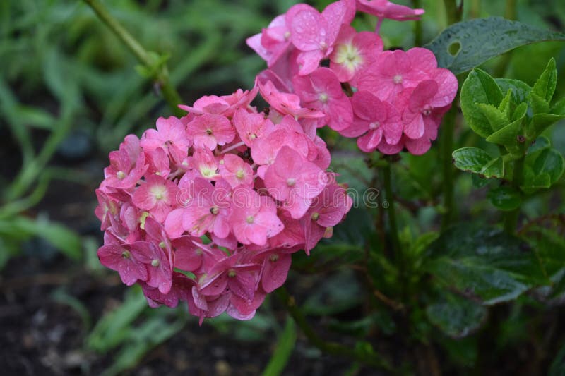 Dark Pink Blooming Hydrangea Clusters in the Summer Stock Photo - Image of garden, hydrangea ...