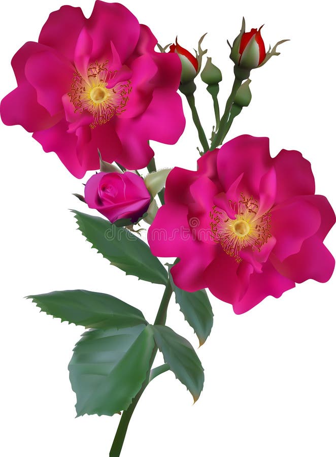 Briers Branch Stock Illustrations – 3 Briers Branch Stock Illustrations ...